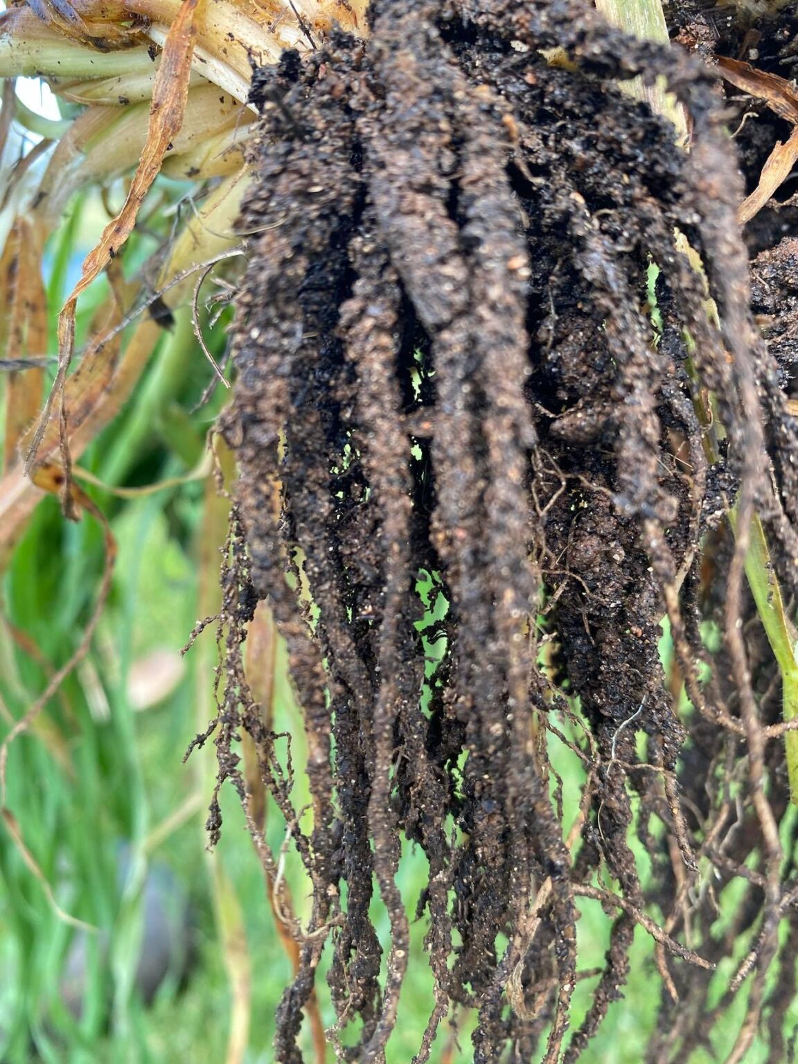 Inoculation and liquid injection - setting up for success