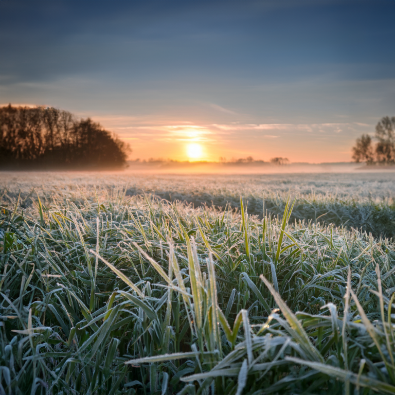 Boost Soil Biology to Protect Your Crops from Frost Damage.